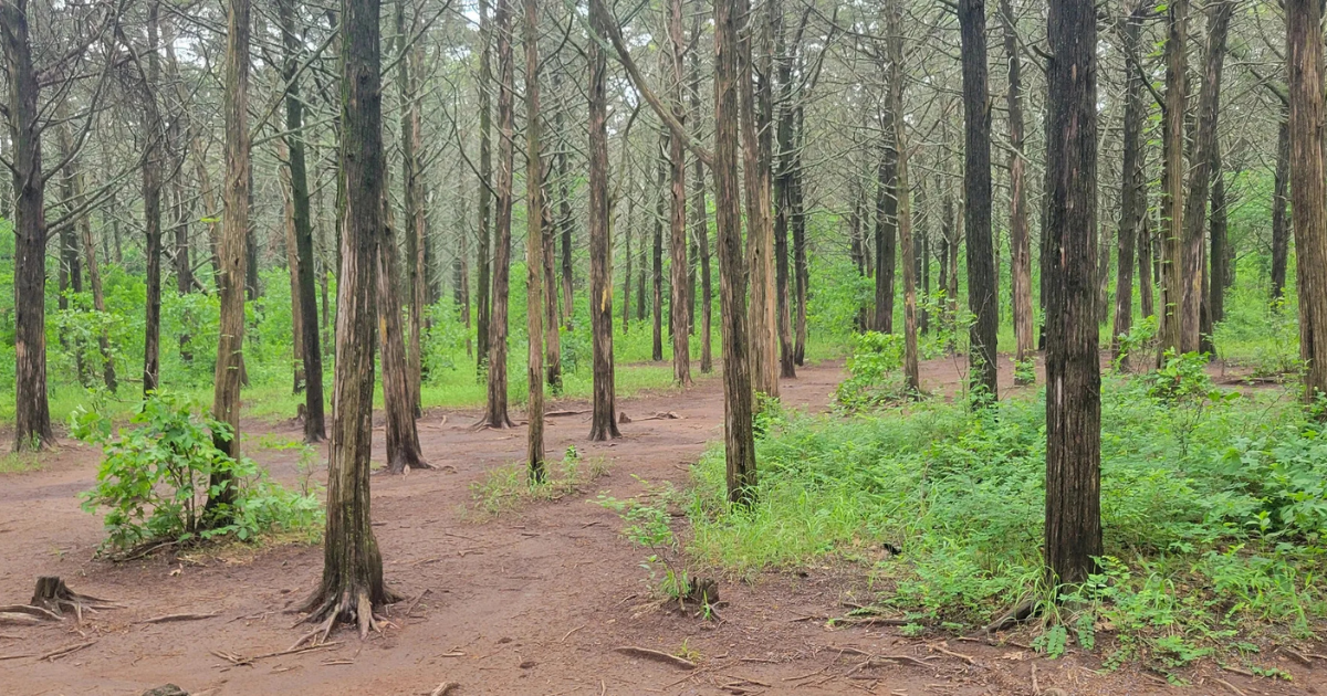 The Parallel Forest Loop Trail Is an Abandoned Trail in Oklahoma