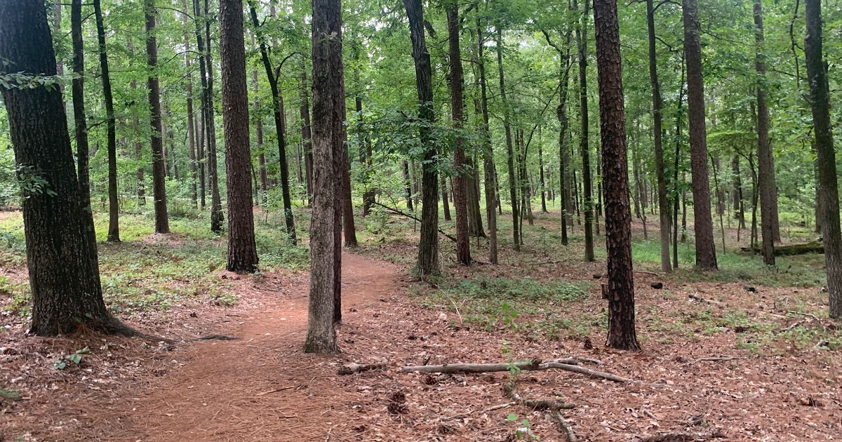 Firebreak Trail: Best Hike Near Columbia, S.C.
