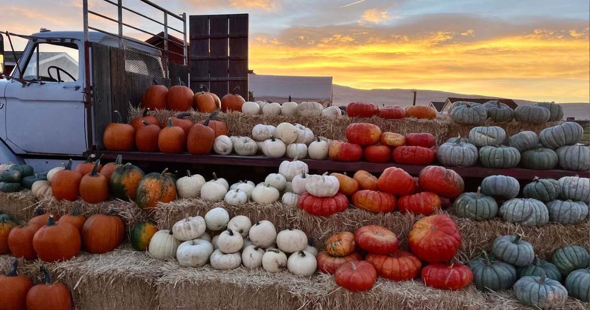 Large Pumpkin Patch: Andelin Family Farm In Sparks, Nevada