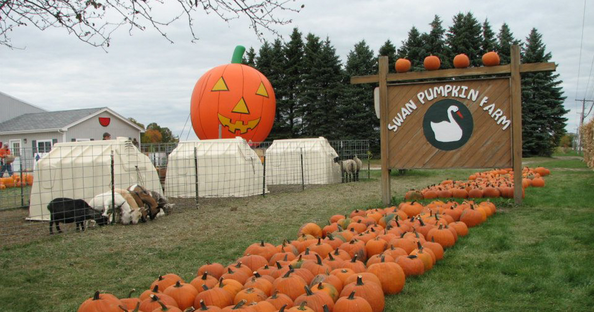 Swan's Pumpkin Farm Is A Wisconsin Fall Destination