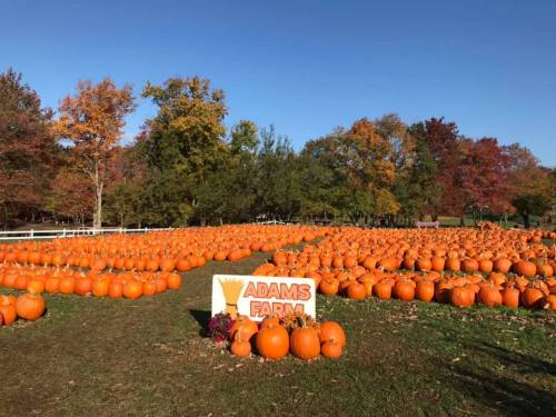 Best Pumpkin Patches In Rhode Island: Fall 2024