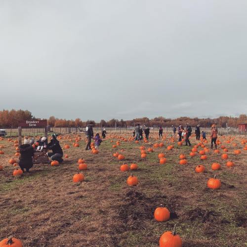 The Largest Pumpkin Patch In Alaska: Williams Reindeer Farm