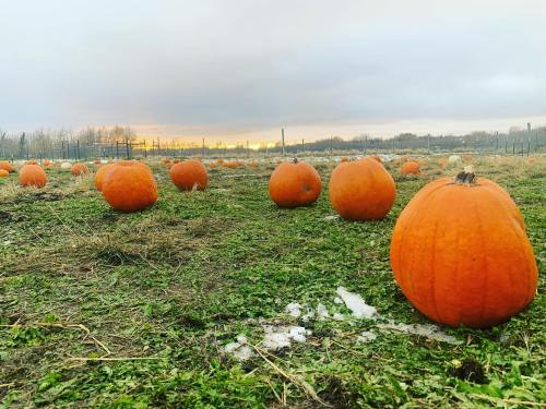 The Largest Pumpkin Patch In Alaska: Williams Reindeer Farm