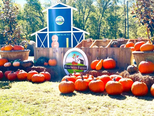Best Fall Day Trip In Arkansas: Pumpkin Patch And Cafe In Benton