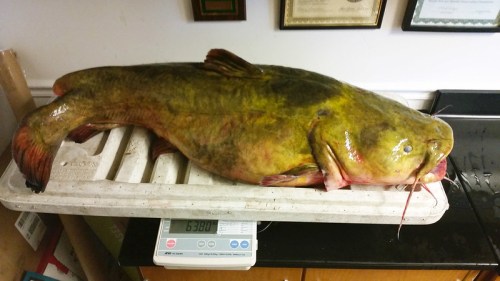 New Invasive Species In Georgia: Flathead Catfish