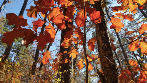 Best Places For Fall Foliage In Louisiana: Bodcau WMA