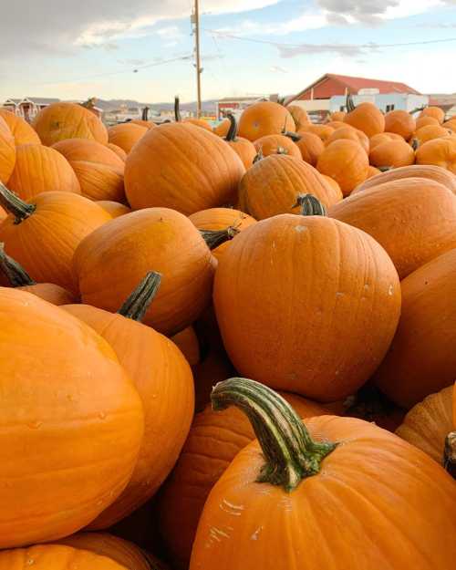 Large Pumpkin Patch: Andelin Family Farm In Sparks, Nevada