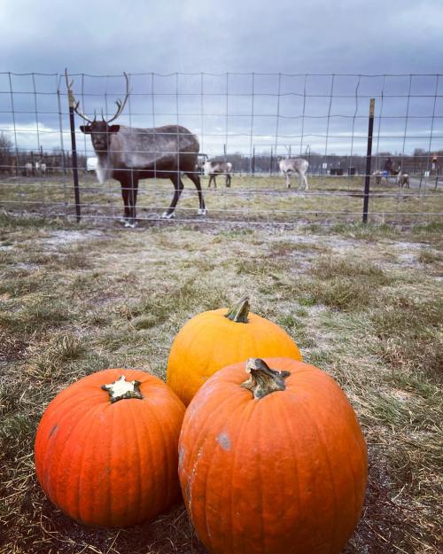 The Largest Pumpkin Patch In Alaska: Williams Reindeer Farm
