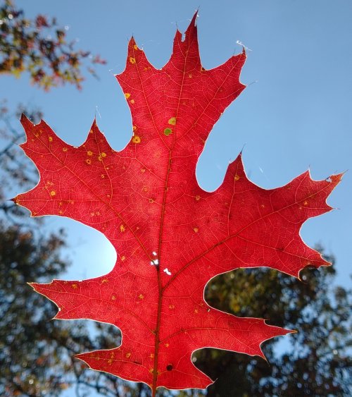 Victoria Bryant State Park: Best Fall Foliage In Royston, GA