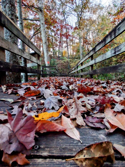 Victoria Bryant State Park: Best Fall Foliage In Royston, GA