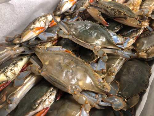 Locals Love The Virginia Seafood At Olivia's In The Village