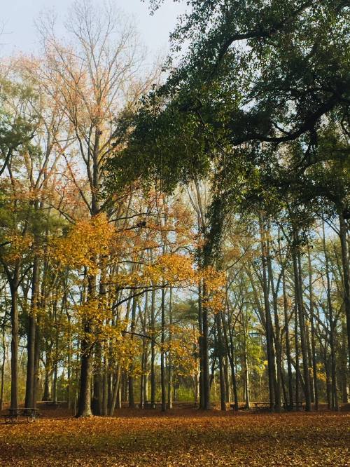 Louisiana In The Fall: Lake Bruin State Park