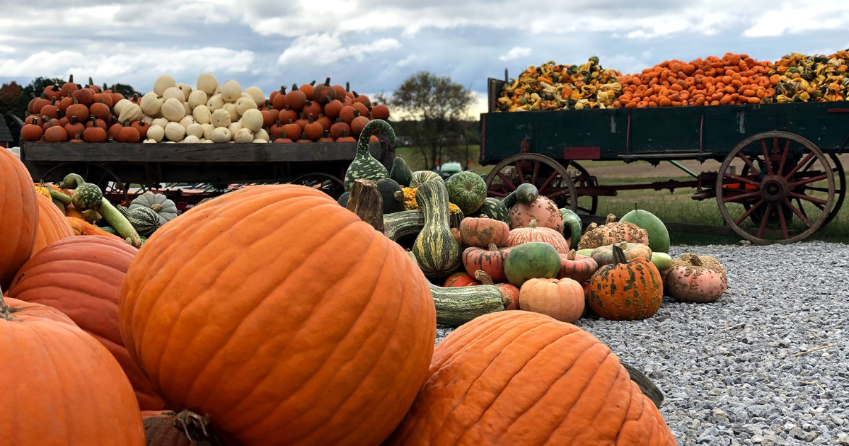 Awesome Fall Destination South Of Cleveland: Nickajack Farms