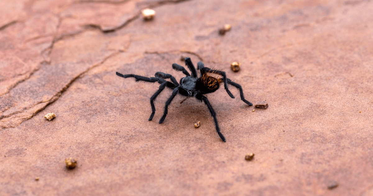 Be On The Lookout For Tarantulas In Southern Utah