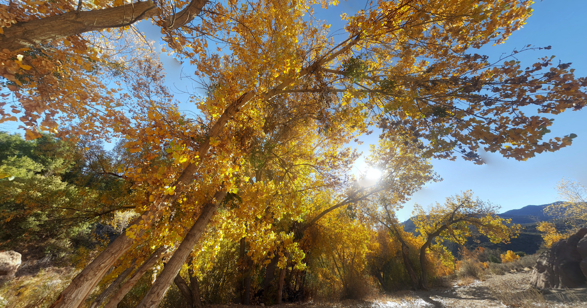 Discover A Little-Known Fall Foliage Spot In Ojai, California