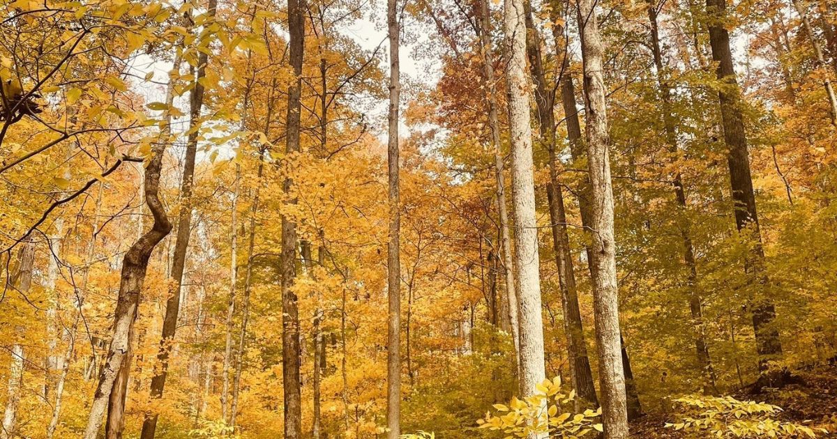 The Fall Foliage Hike In Indiana You Might Have Never Heard Of