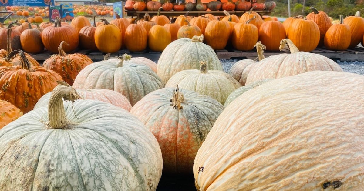 Autumn 2024: 10 Of The Best Pumpkin Patches In North Carolina