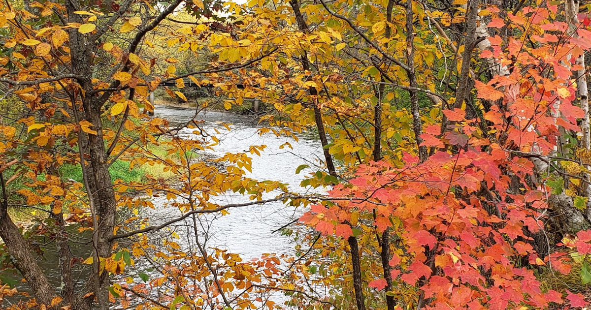 Wild River State Park: Some Of The Best Fall Foliage In Minnesota
