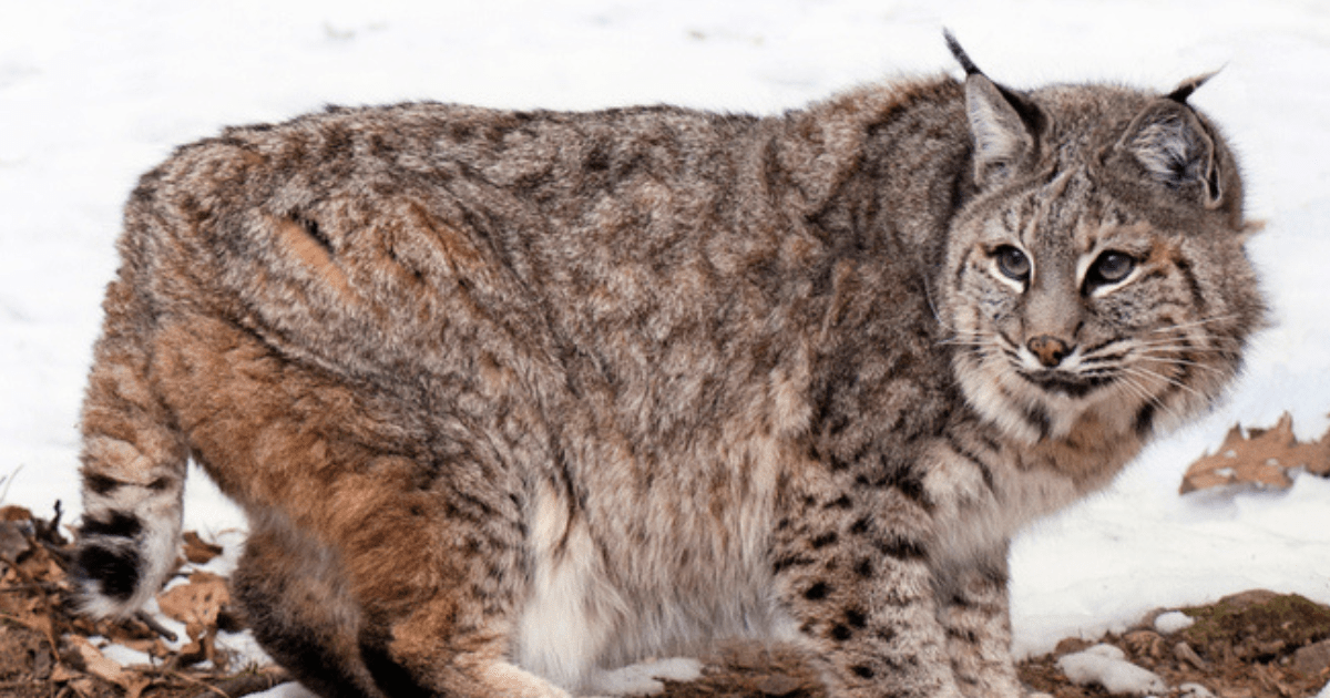 A Very Unusual Bobcat Attack In Georgia Has Made Headlines