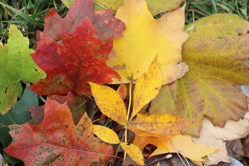 Find Some Of The Best Fall Foliage In Nebraska At This Arboretum