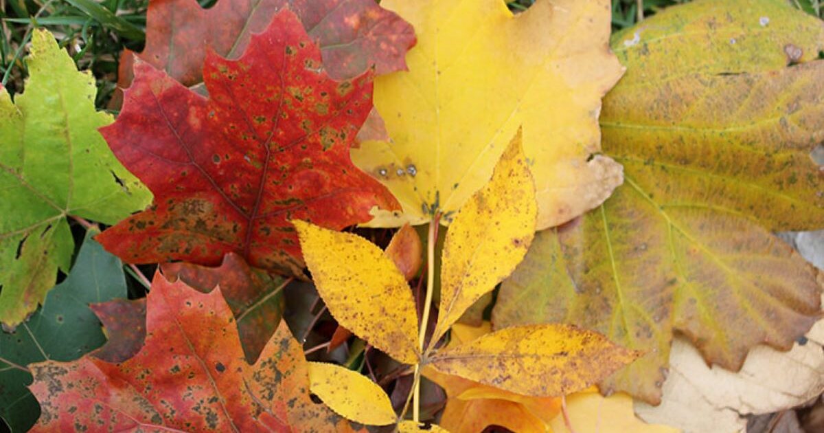 Find Some Of The Best Fall Foliage In Nebraska At This Arboretum