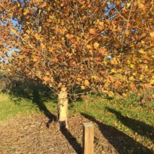 Find Some Of The Best Fall Foliage In Nebraska At This Arboretum