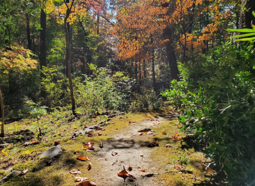 Monte Sano State Park In Huntsville: Best Fall Foliage In Alabama