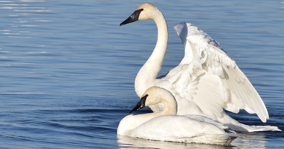 Fall Is The Best Time Of Year To Visit Harmon Lake Wildlife Area In Iowa