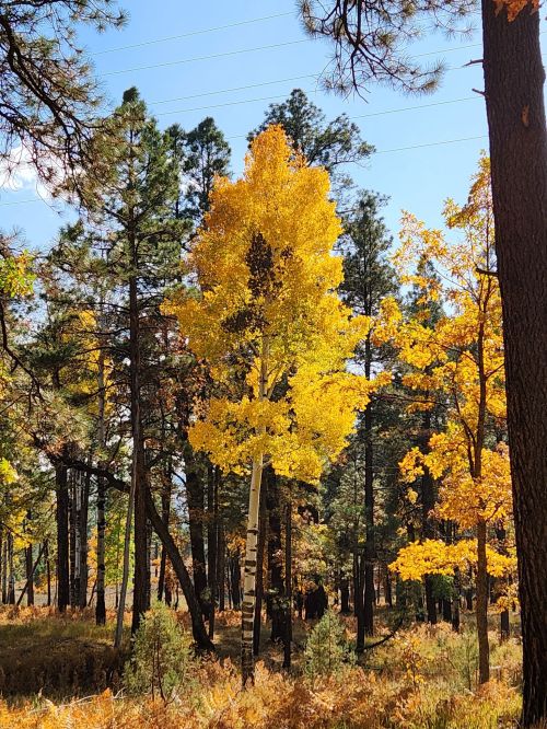 Alpine: One Of The Best Places To Enjoy Autumn In Arizona