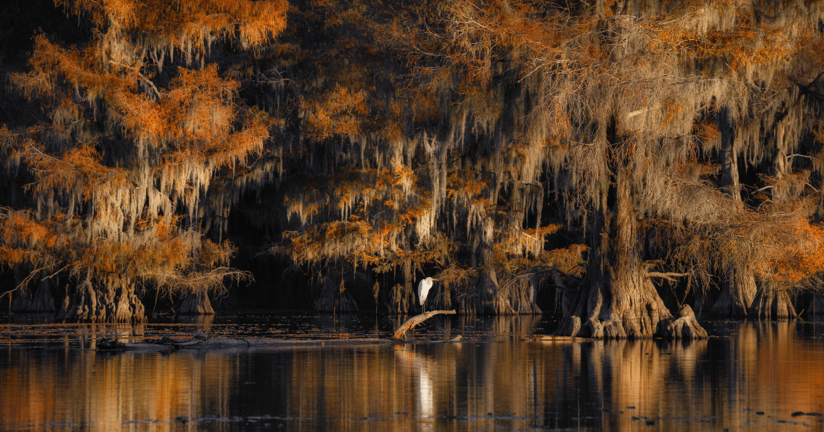 Bastrop: The Small Town in Louisiana That Comes Alive in the Fall