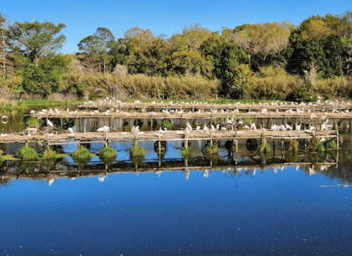 Bird City: The Most Underrated Bird Sanctuary In Louisiana
