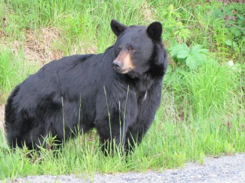 Bears In Texas: Sightings On The Rise In The Hill Country