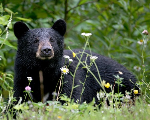 Bears In Texas: Sightings On The Rise In The Hill Country