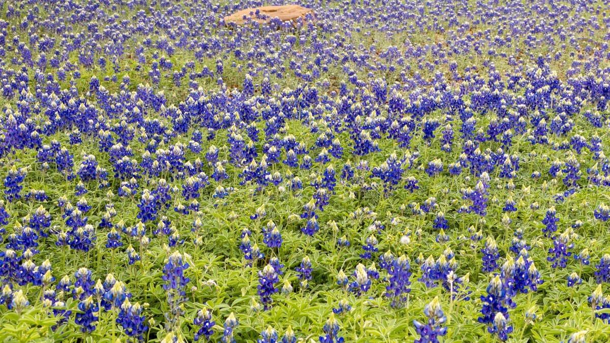 11 Signs You Have Strong Roots In Texas