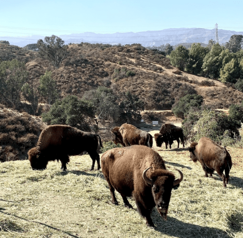 See A Herd Of Roaming Bison At Hart Park In Santa Clarita, CA