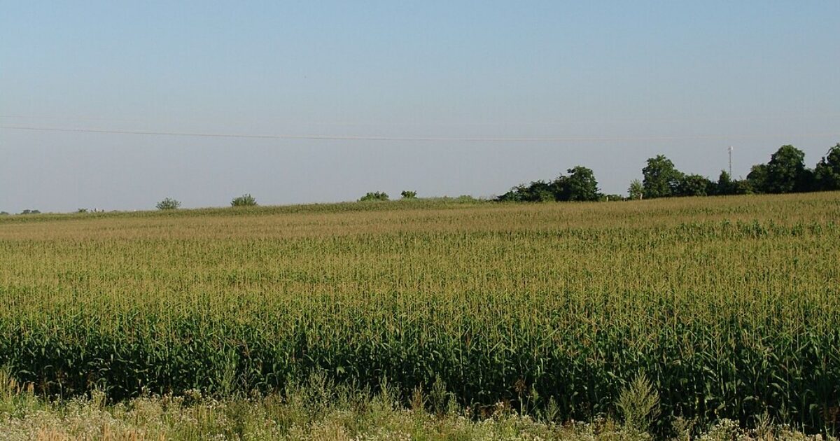 7 Surefire Signs You Have Strong Roots in Illinois