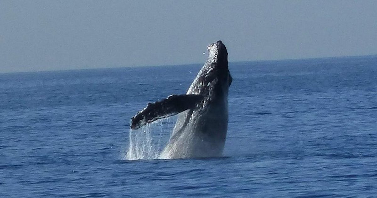 Join Captain Dave's For Epic Whale Watching In Dana Point, CA