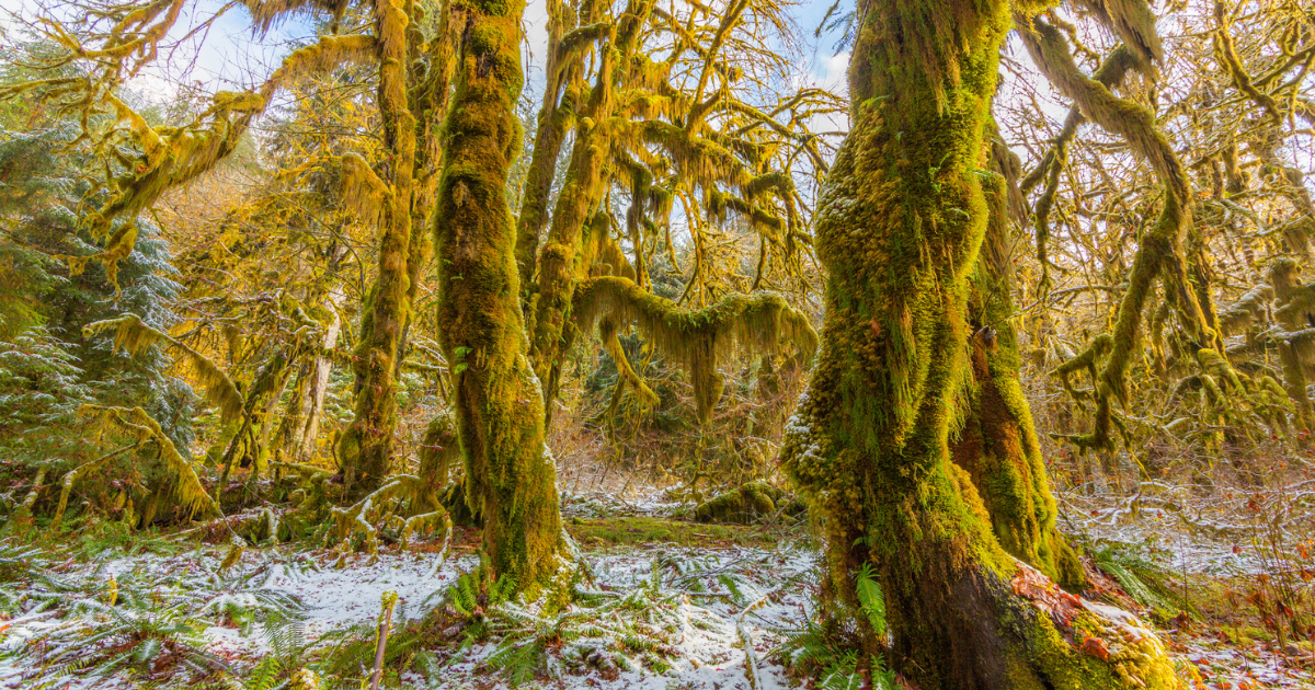 This UNESCO World Heritage Site In Washington Is Best In Winter