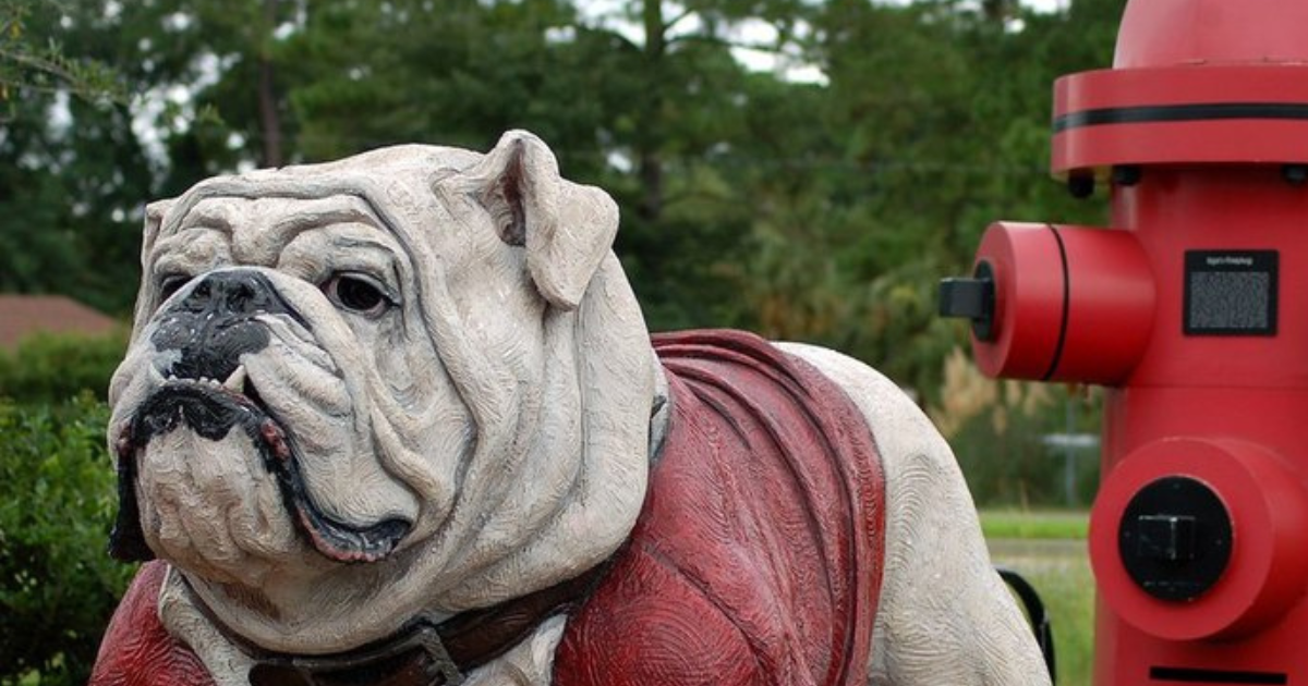 10 Surefire Signs You Have Strong Roots in Georgia