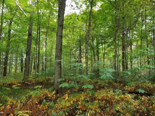 18 Natural Wonders in Indiana That Defy Explanation
