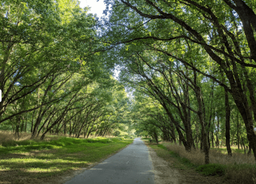 Dan Daniel Memorial Park: Small-Town Park in Danville, Virginia