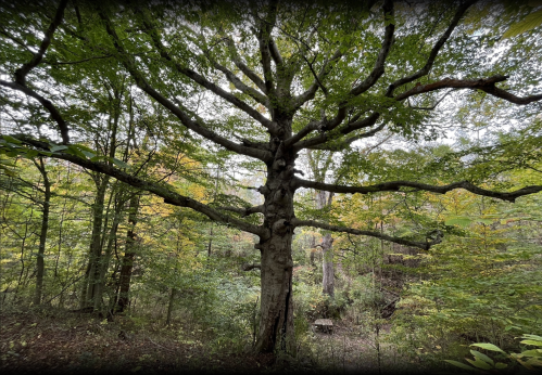 Hike Past An Abandoned Cemetery On This Eerie Hike In Ohio