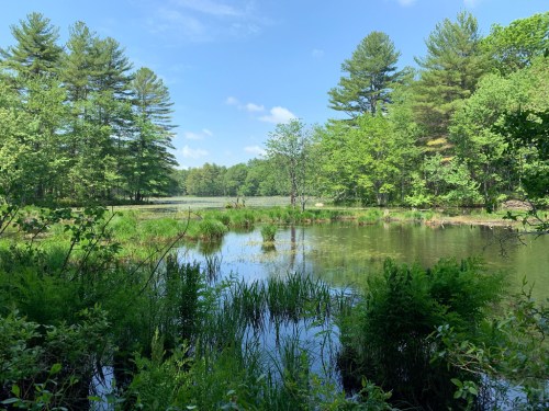 Great New Hampshire Nature Walks: Fosters Pond In Windham