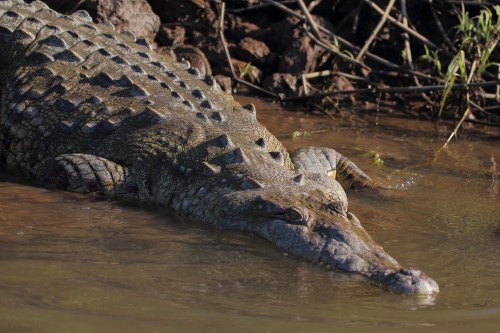 Gigantic Croc Sighting: Witness 'Croczilla,' a 14-Foot Monster in ...