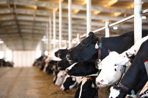 Eat, Tour, And Shop At Sweetwater Valley Farm In Philadelphia TN