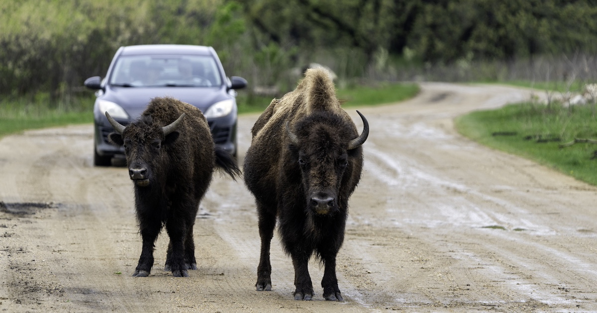 Minneopa Is One Of 2 Minnesota State Parks Where Bison Roam