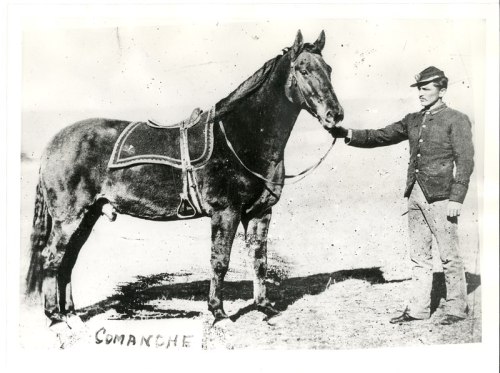 Where Is The War Horse Comanche Today?