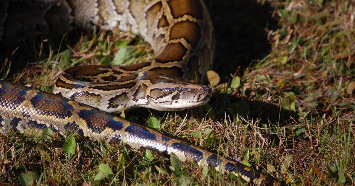 Everything To Know About Florida’s Urgent Python Problem