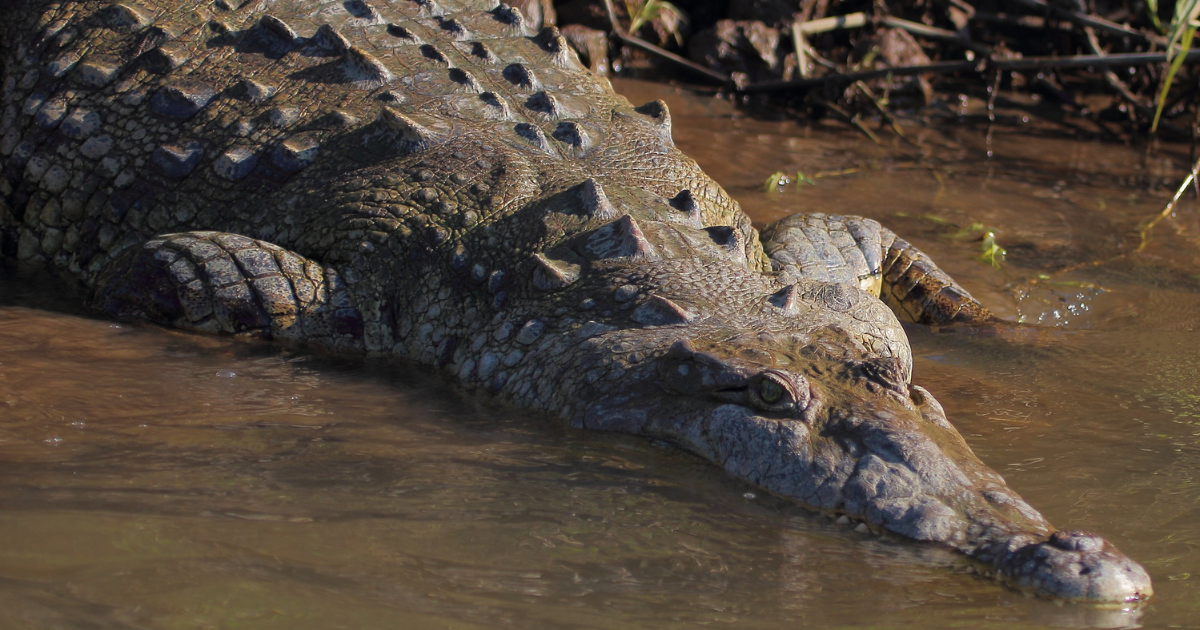 Gigantic Croc Sighting: Witness 'Croczilla,' a 14-Foot Monster in ...