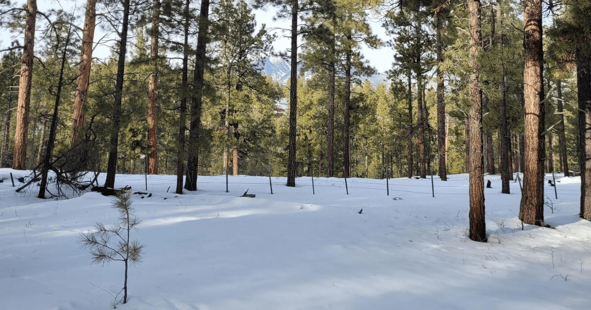 Mars Hill Trail: Winter Scenery In Arizona